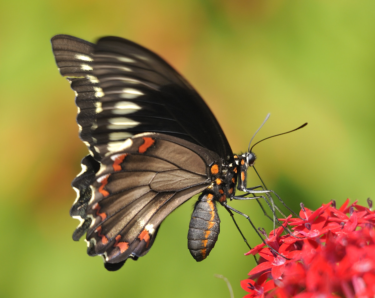 Polydamas Swallowtail Butterfly
